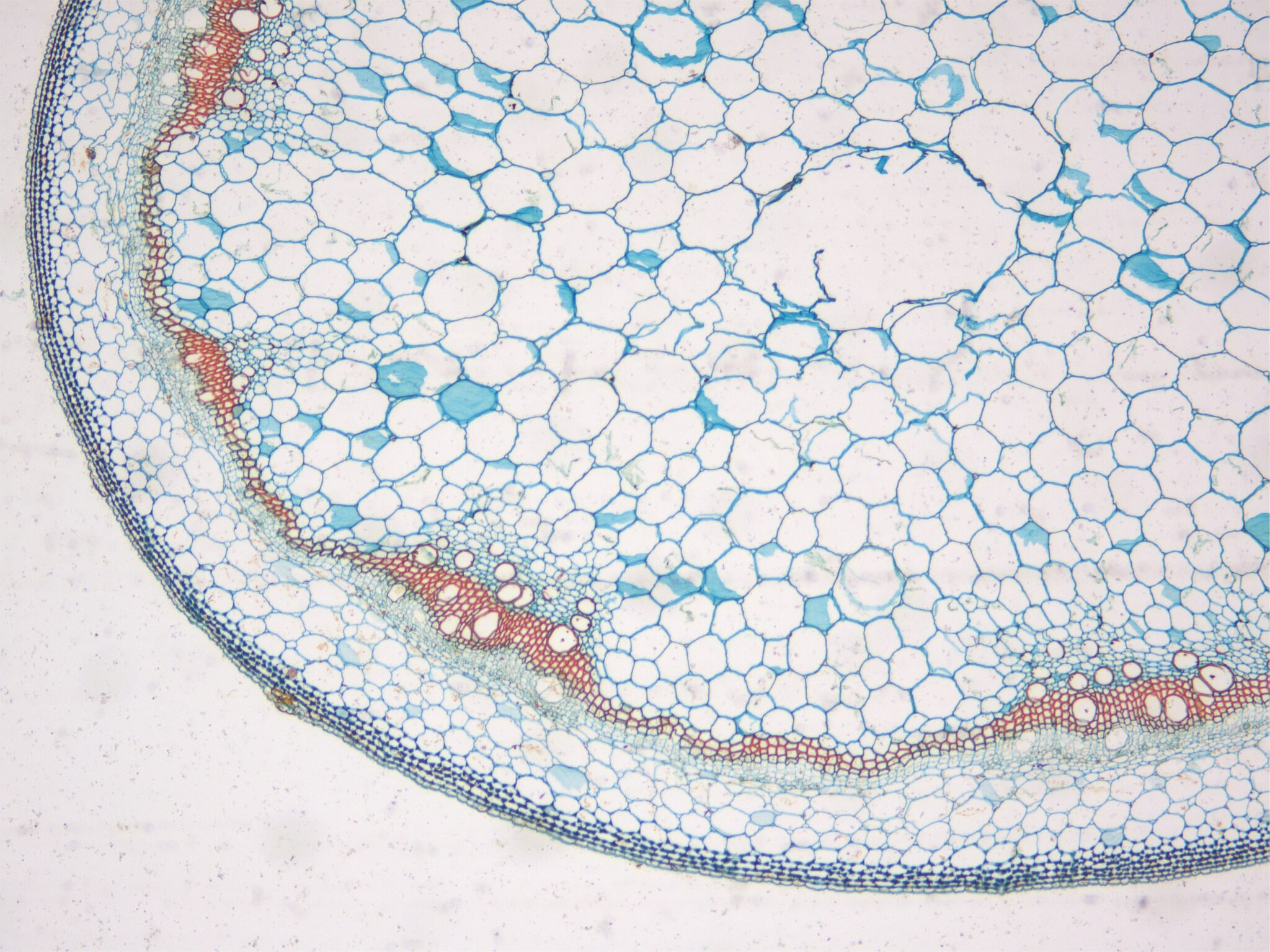 1012 Plants - Valley Microscope