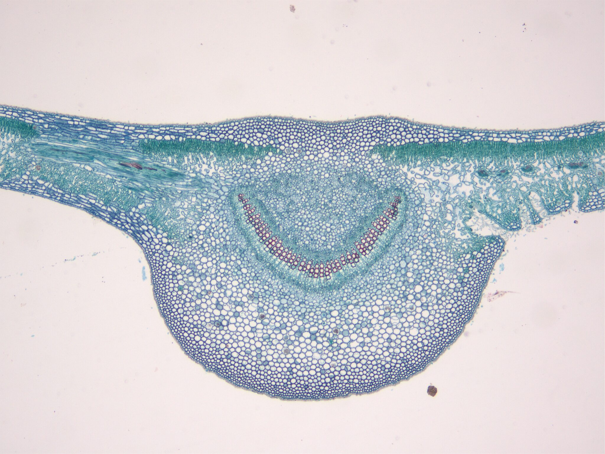 1012 Plants - Valley Microscope