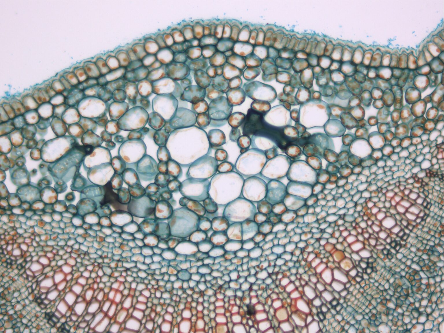 1012 Plants - Valley Microscope