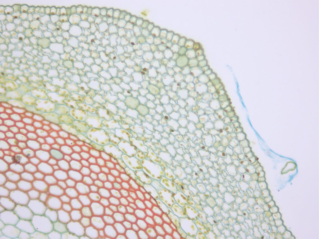 1012 Plants - Valley Microscope