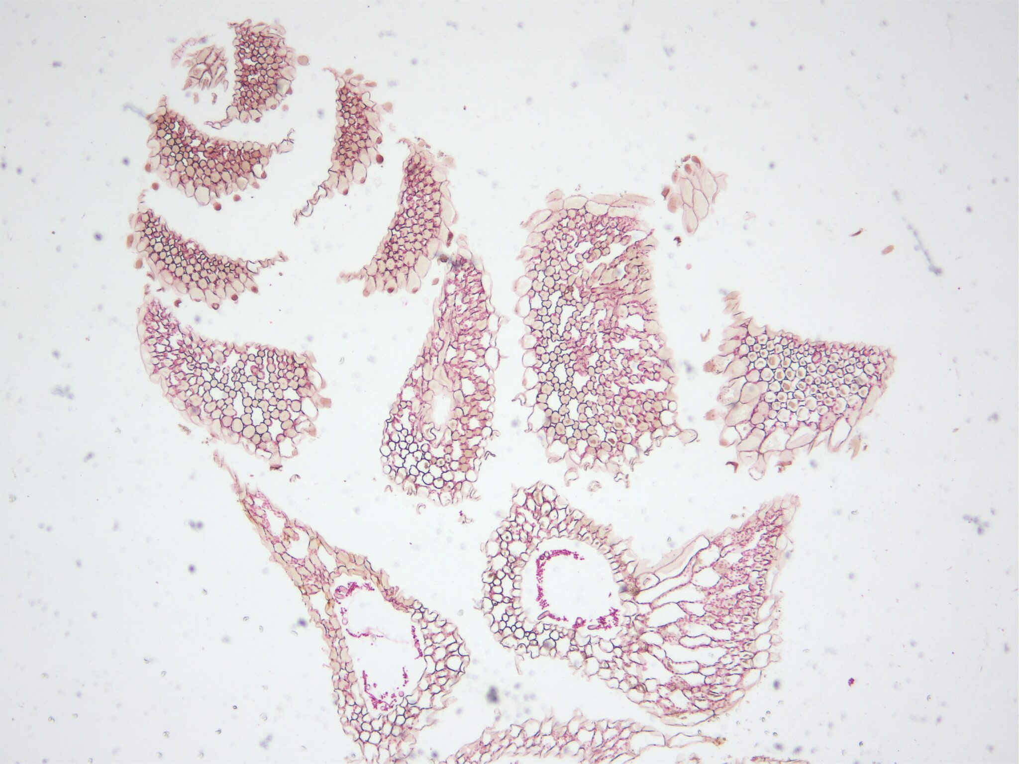 1017 Tiny Creatures - Valley Microscope