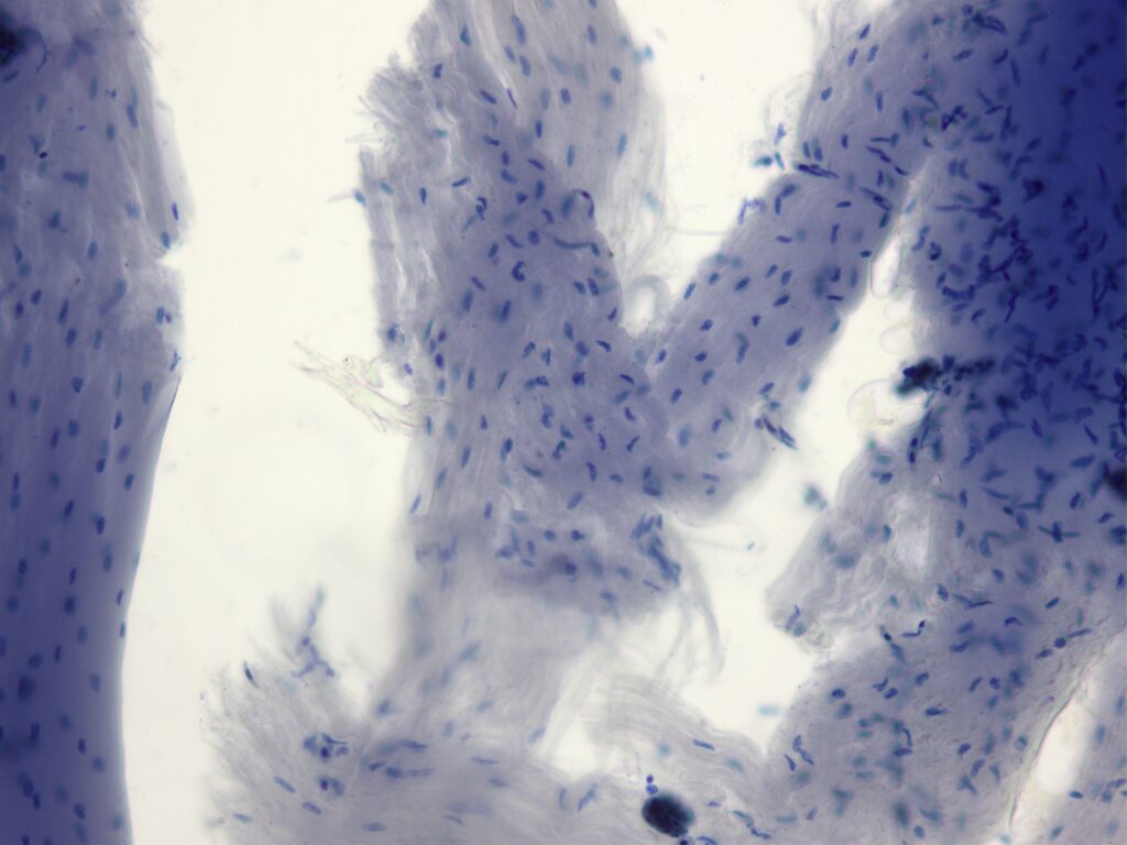 1017 Tiny Creatures - Valley Microscope