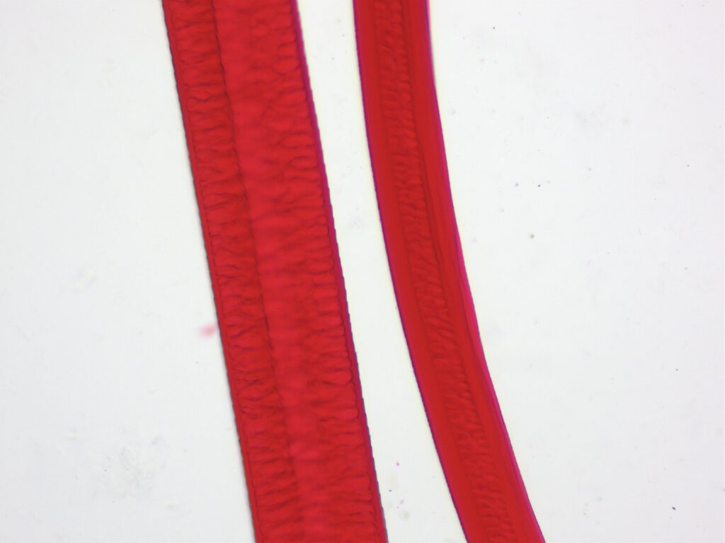 1017 Tiny Creatures - Valley Microscope