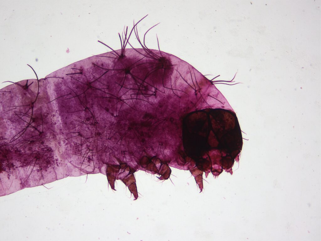 1017 Tiny Creatures - Valley Microscope