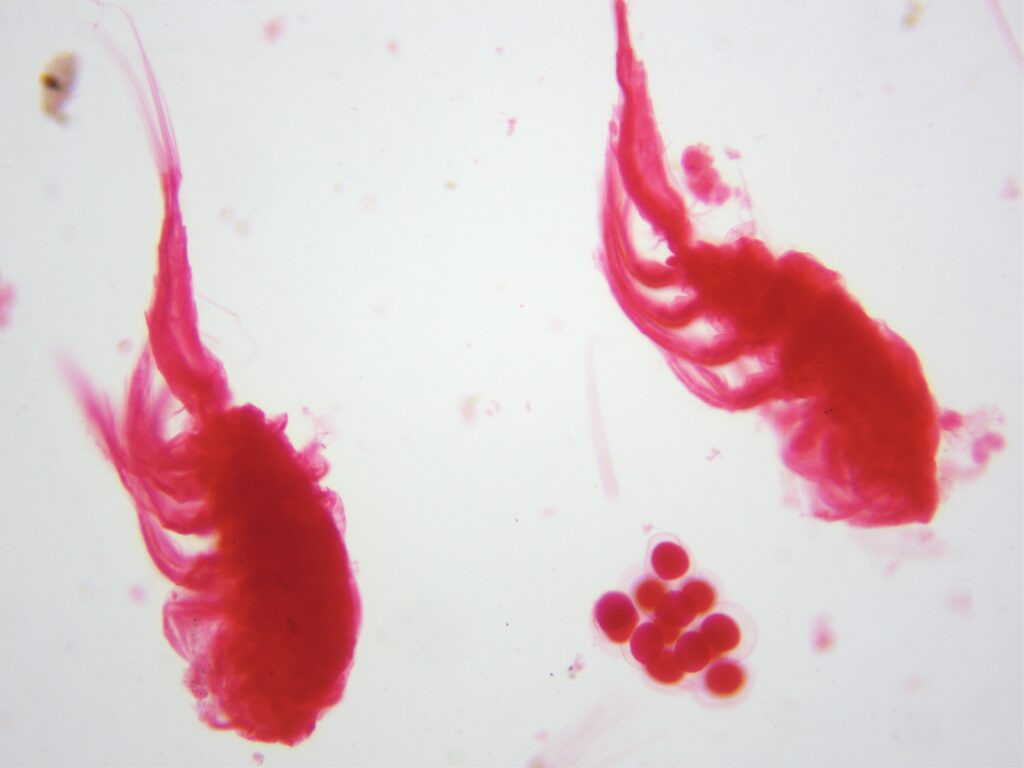 1017 Tiny Creatures - Valley Microscope