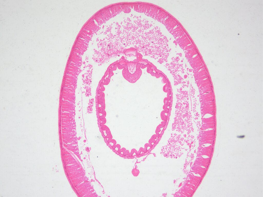 1017 Tiny Creatures - Valley Microscope