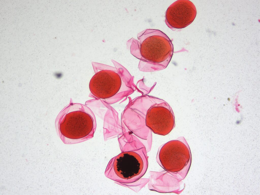 1017 Tiny Creatures - Valley Microscope