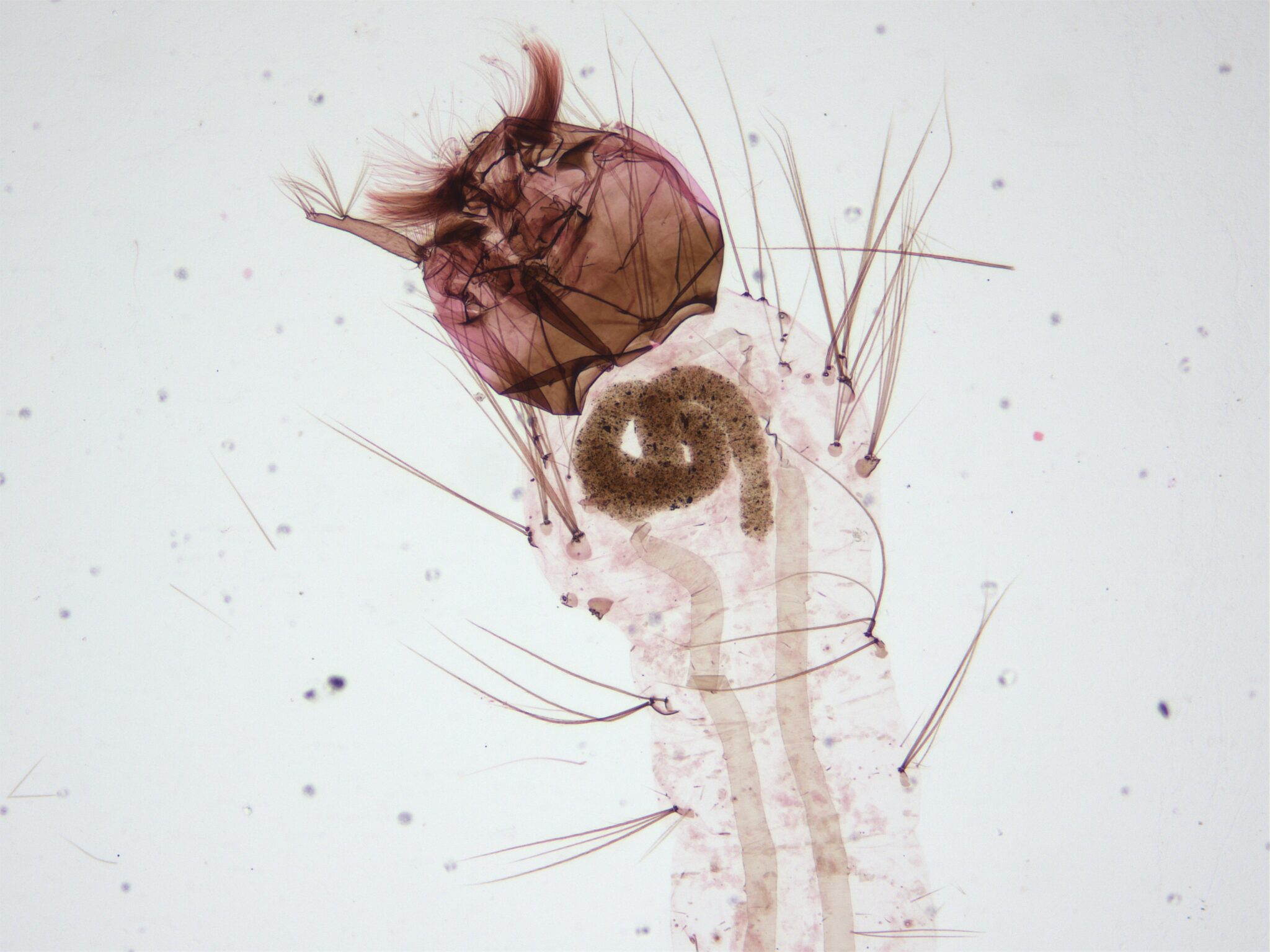 1017 Tiny Creatures - Valley Microscope