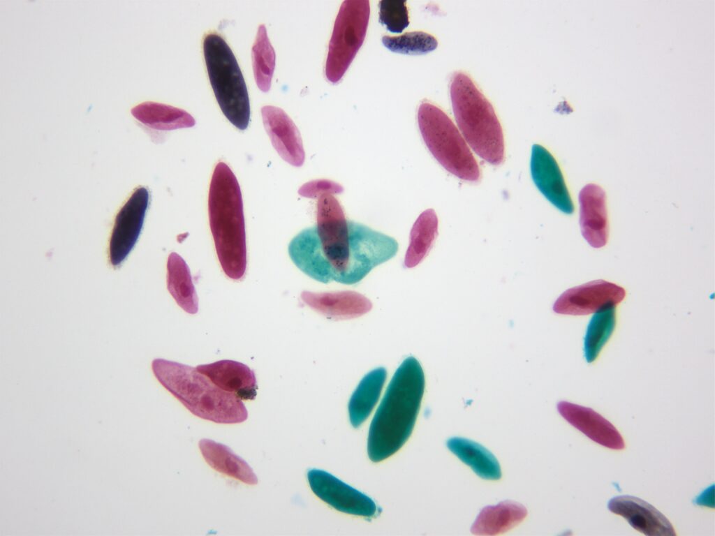 1017 Tiny Creatures - Valley Microscope