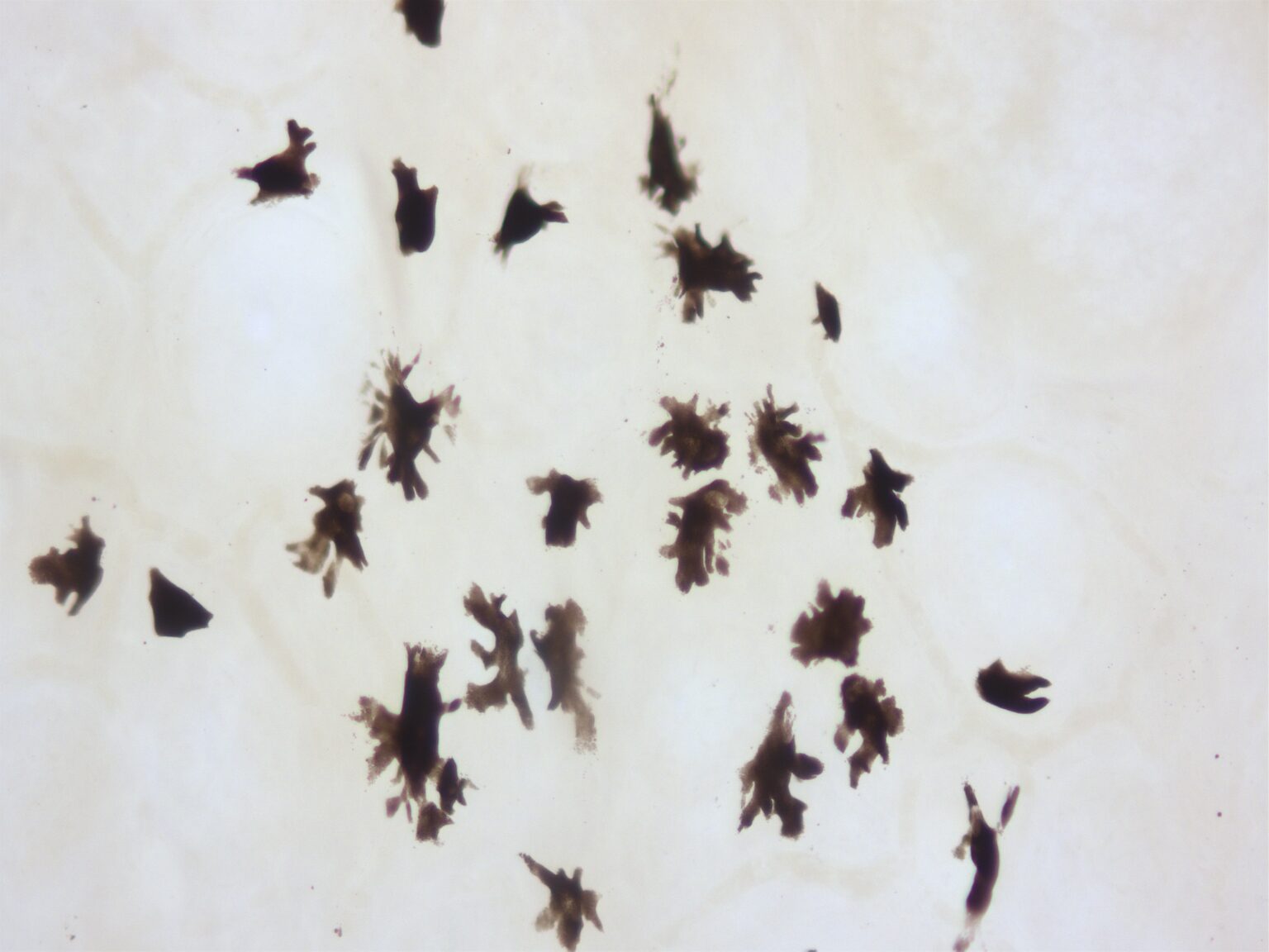 Basic Zoology - Valley Microscope