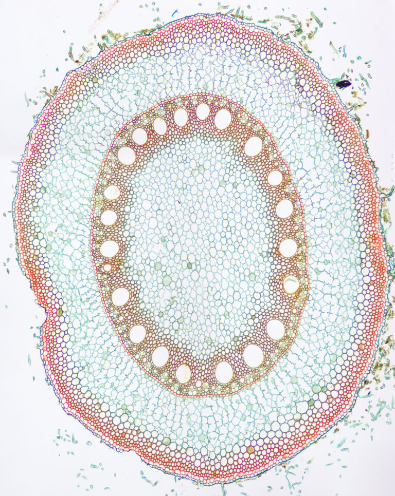 DS001 - Monocot & Dicot Roots, cs - Valley Microscope